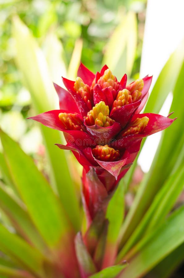 The Red Flower. editorial image. Image of chill, relax - 52176480