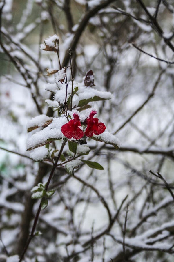 Red flower snow stock photo. Image of white, sticks, frost - 56792926