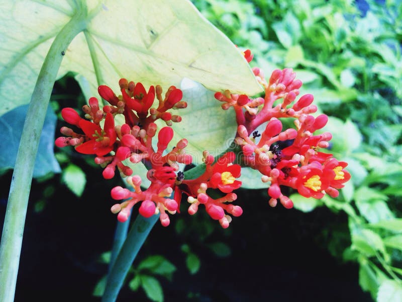 Red flower stock photo. Image of garden, flower, tree - 84120116