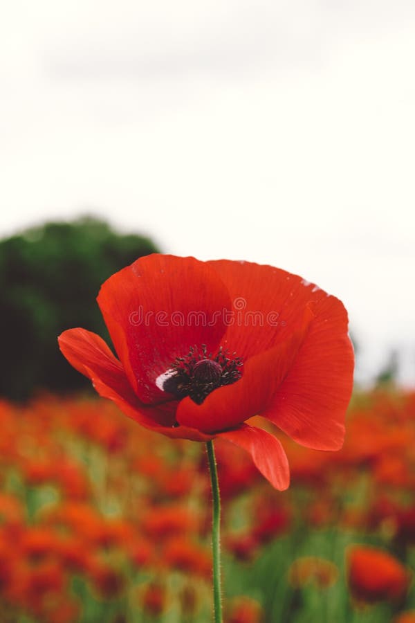 Red Flower Stem in Focus before Poppy Field Stock Photo - Image of ...