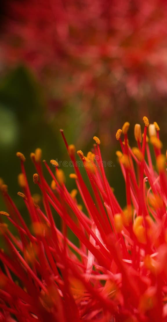 Red flower and stigma stock image. Image of indian, micro - 181022695
