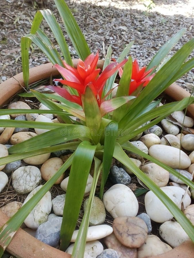 Red Flower stock photo. Image of stone, flower, beautiful - 84696850