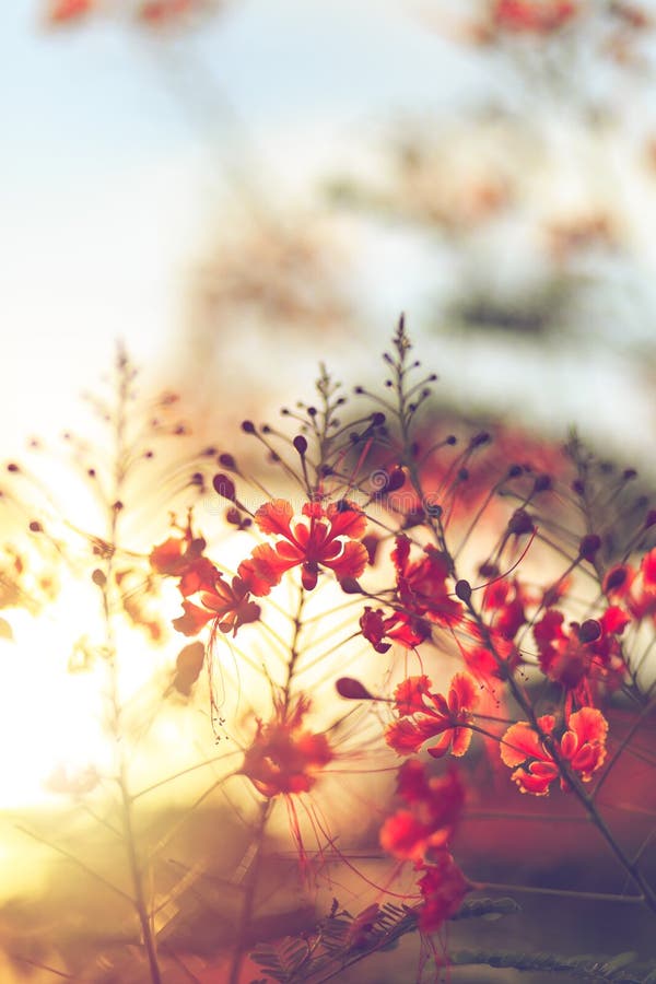 The Red Flower and Sun Light are Backgroud. Stock Image - Image of ...