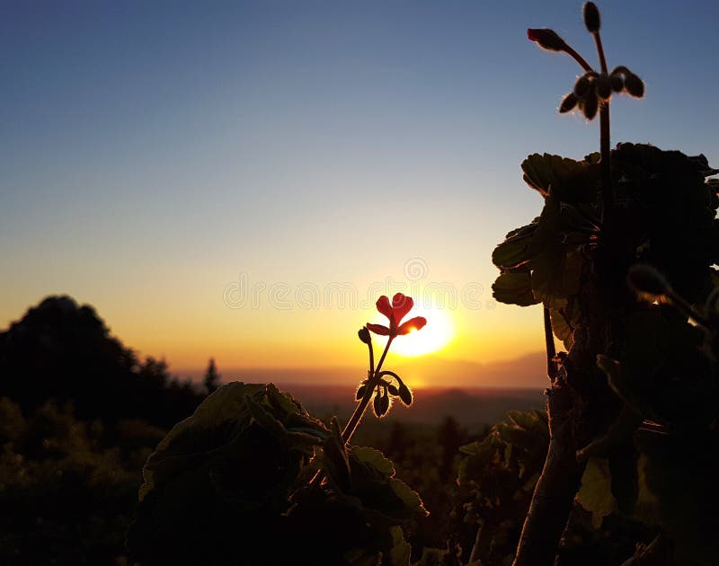 Red flower in sunset stock image. Image of artistic, terras - 93787853