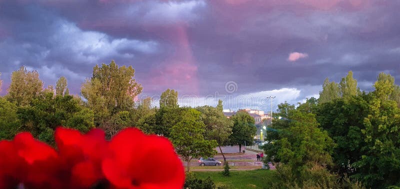Red Flower Sunset and Trees Stock Image - Image of evening, morning ...