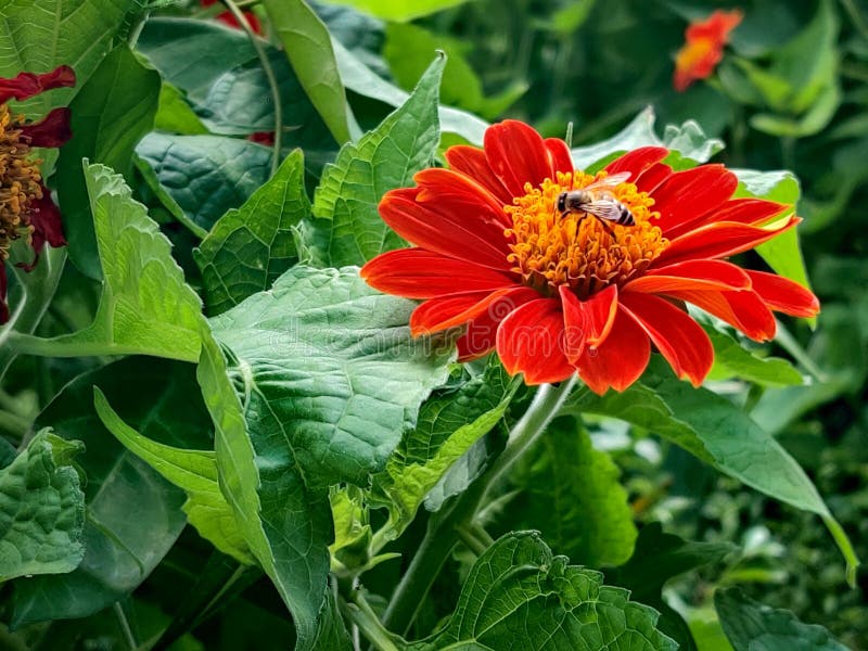 Red Flower with Swarming Bee. Stock Image - Image of swarming, flower ...