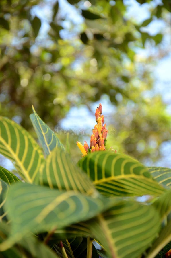 Red flower on top stock image. Image of landscape, foliage - 113314113