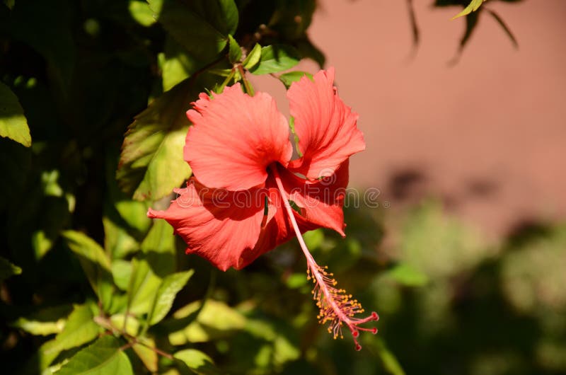 Red flower on top stock image. Image of photon, black - 113315381