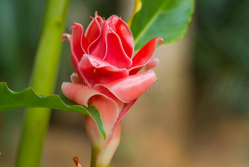 Flower of Torch Ginger Plant in Full Bloom Stock Photo - Image of costa ...