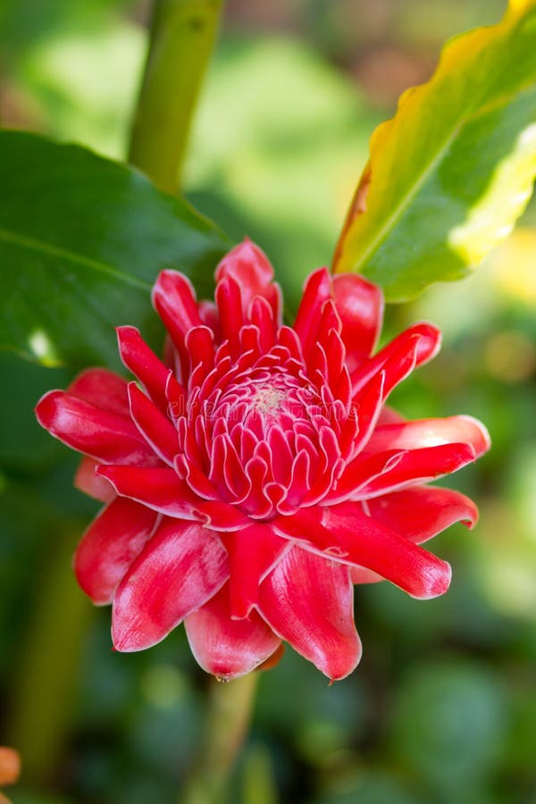 Flower of Torch Ginger Plant in Full Bloom Stock Photo - Image of costa ...