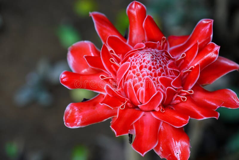 Flower of Torch Ginger Plant in Full Bloom Stock Photo - Image of costa ...