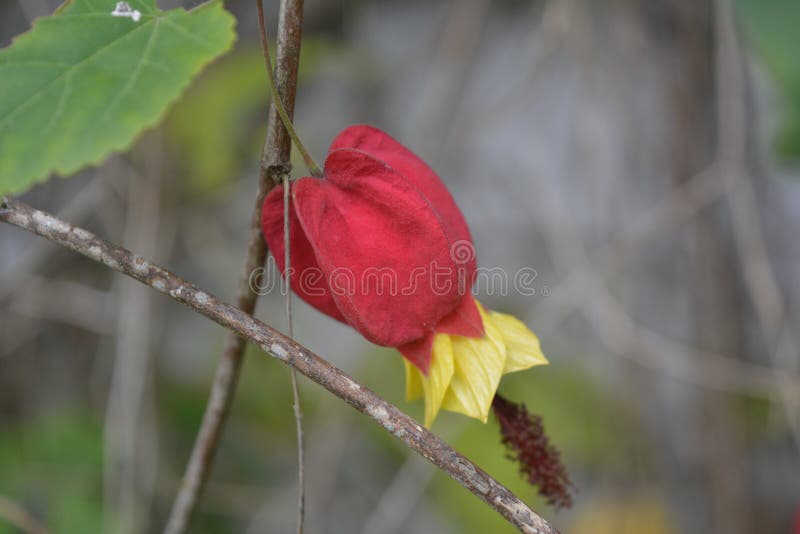 Red Flower Trailing Abutilon Callianthe with Yellow Crown Stock Image ...