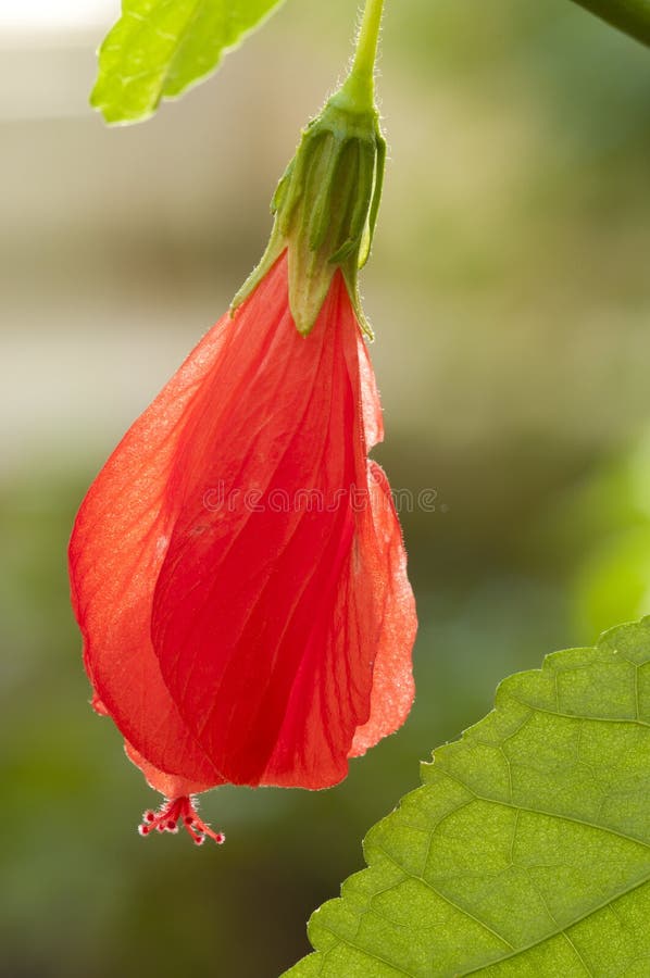 Red Flower of the Turk S Cap Mallow, Stock Photo - Image of flower ...