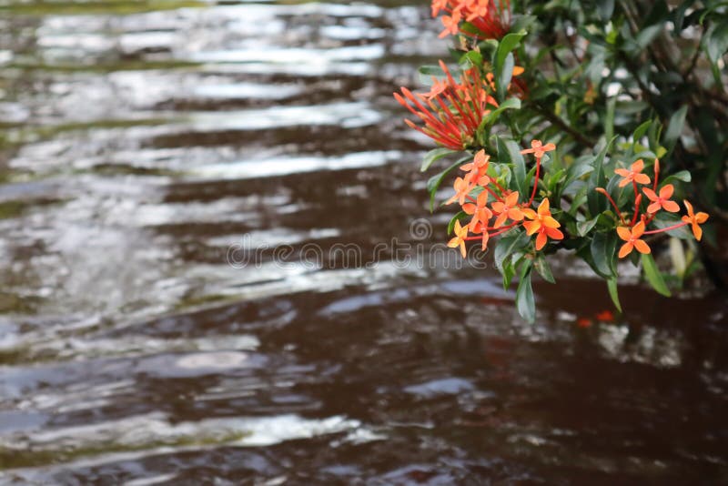 Red flower under water stock photo. Image of branch - 186082602