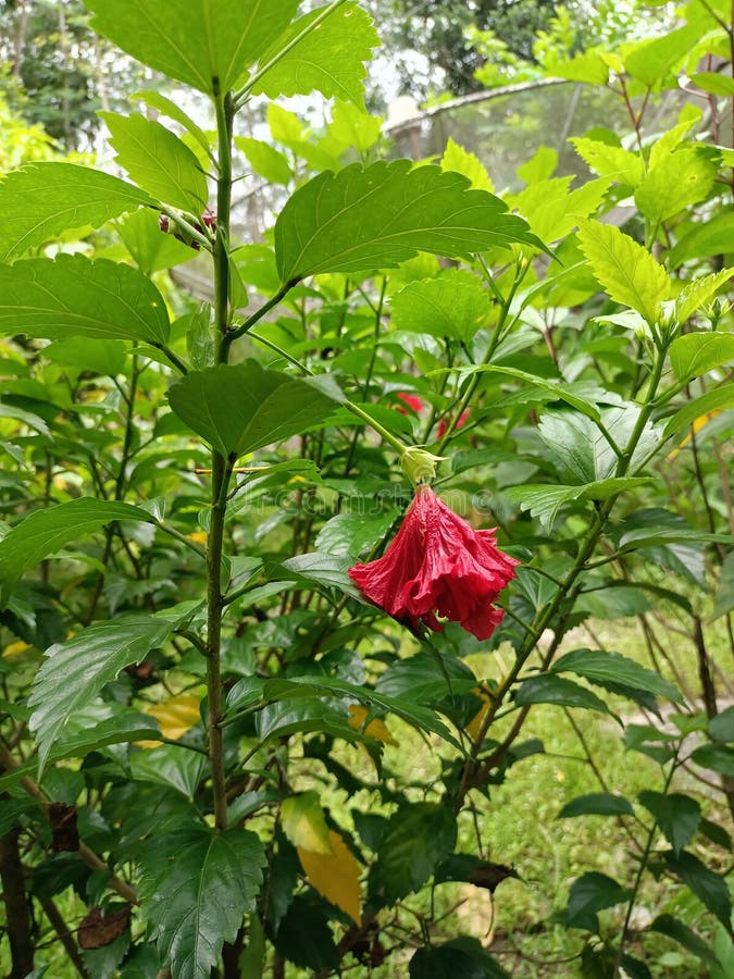 A Red Flower that Unfurled from Never Being Watered Stock Image - Image ...