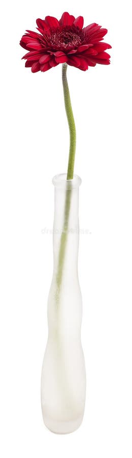 High red rose in vase stock image. Image of full, color - 4064147