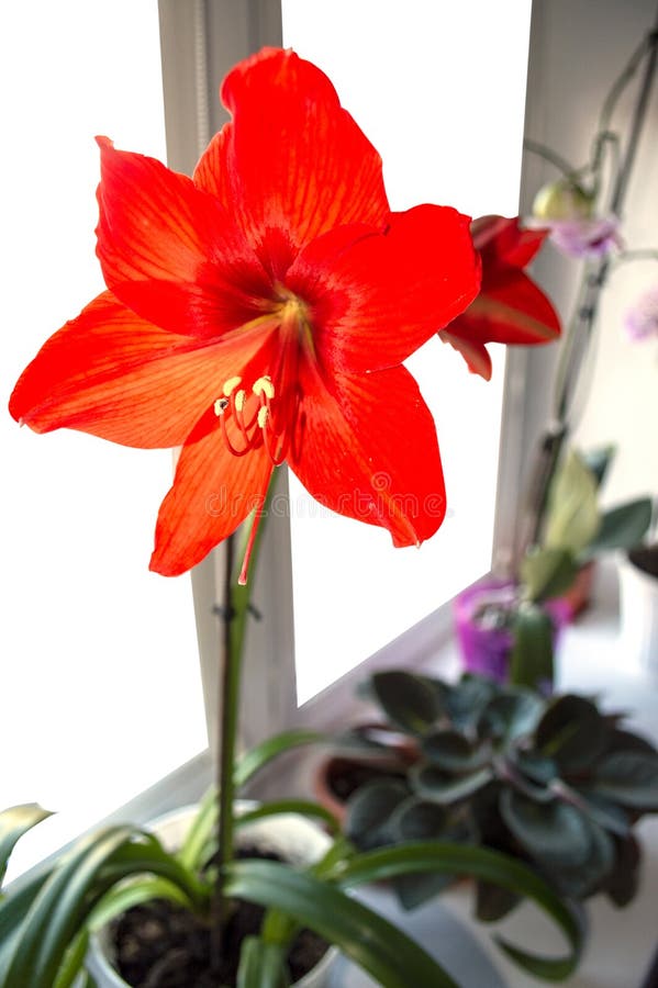 Red flower in a vase stock image. Image of vase, gift - 253146187