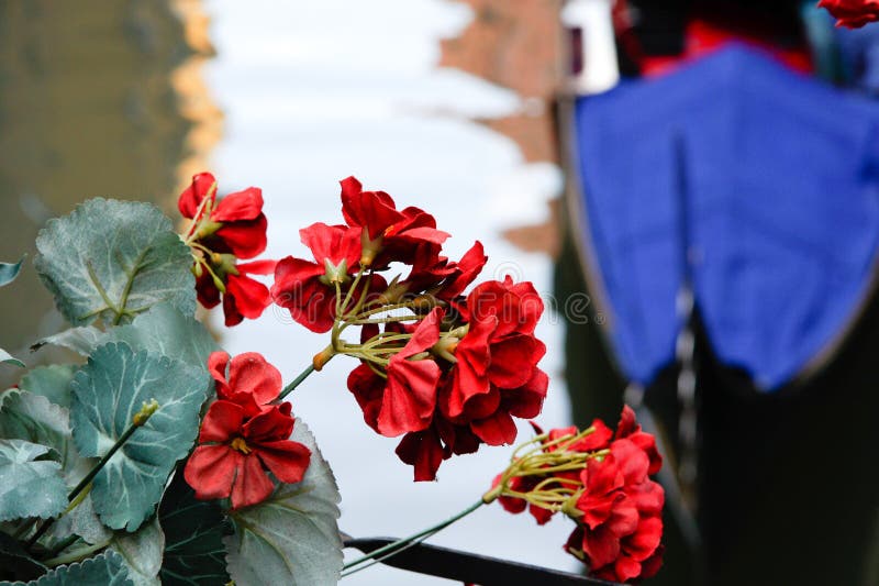 Red flower in Venice stock image. Image of culture, travel - 26086533