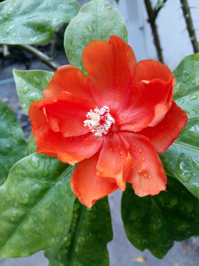 Red flower stock image. Image of colour, flower, beautiful - 89432379