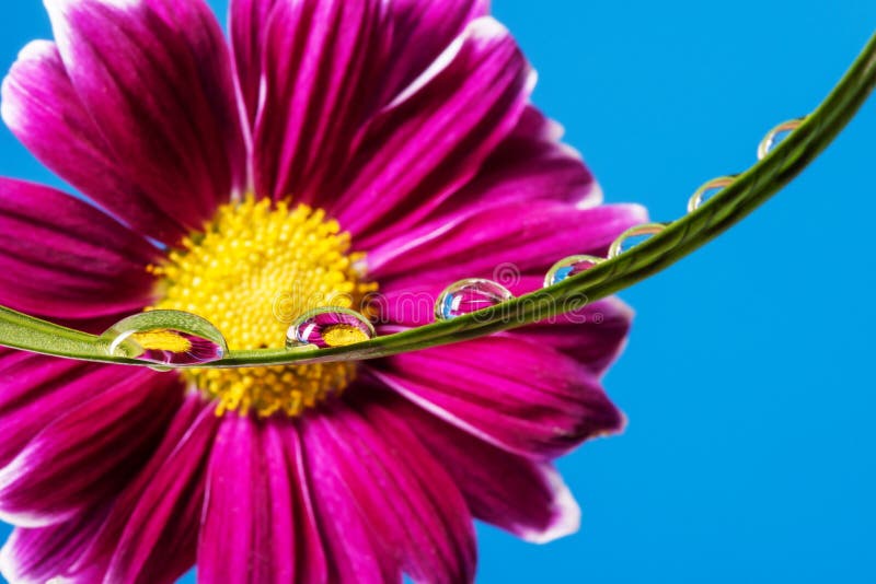 Red Flower and Water Drops on a Leaf Stock Photo - Image of clean ...
