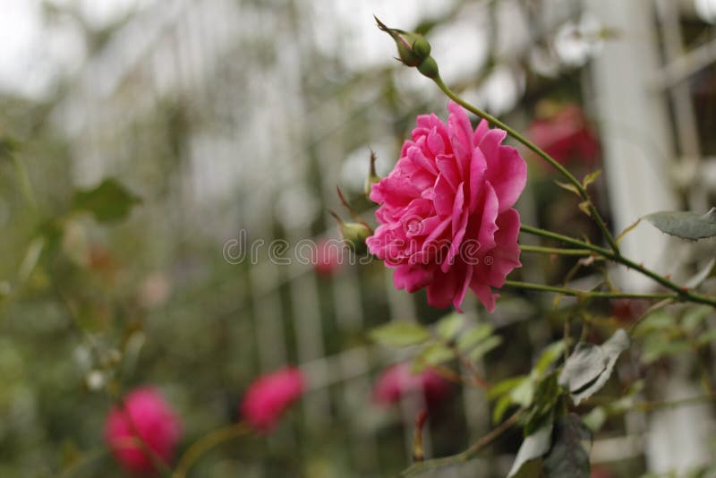 Red flower stock photo. Image of pretty, fuzzybackground - 92074880