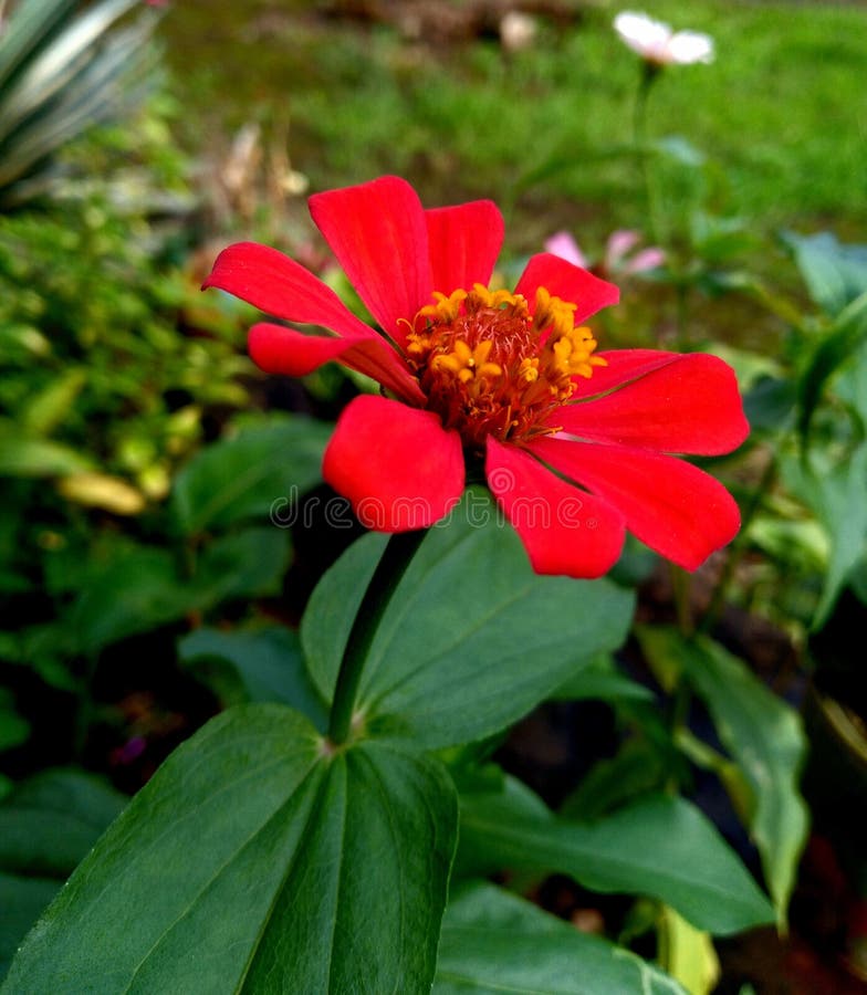 A Red Flower Which Shows that Nature Has a Beautiful Work Stock Photo ...