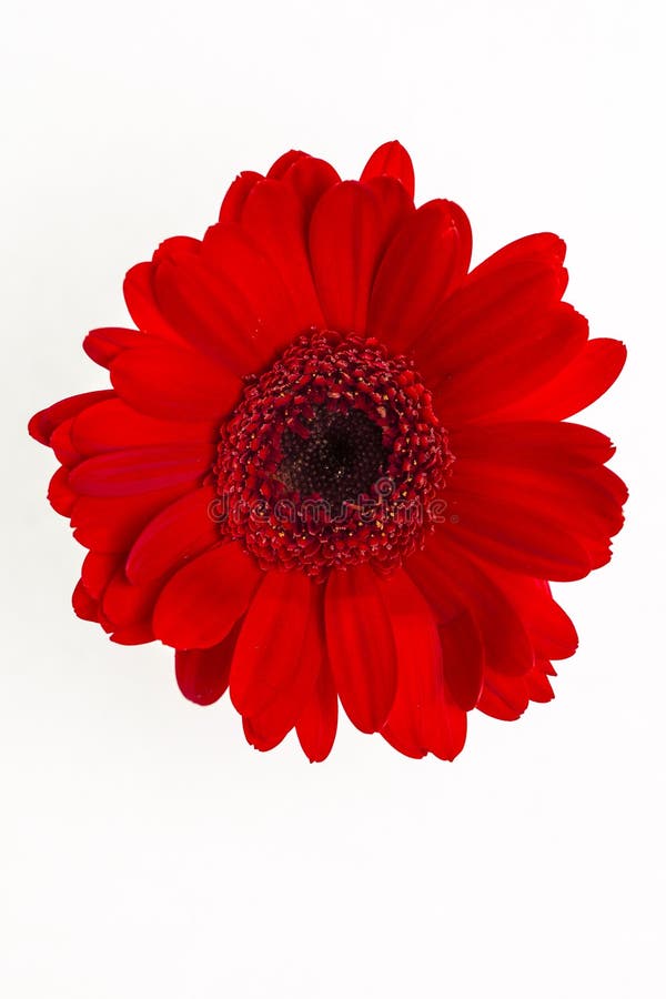 A red flower stock image. Image of bloom, macro, isolated - 195338979