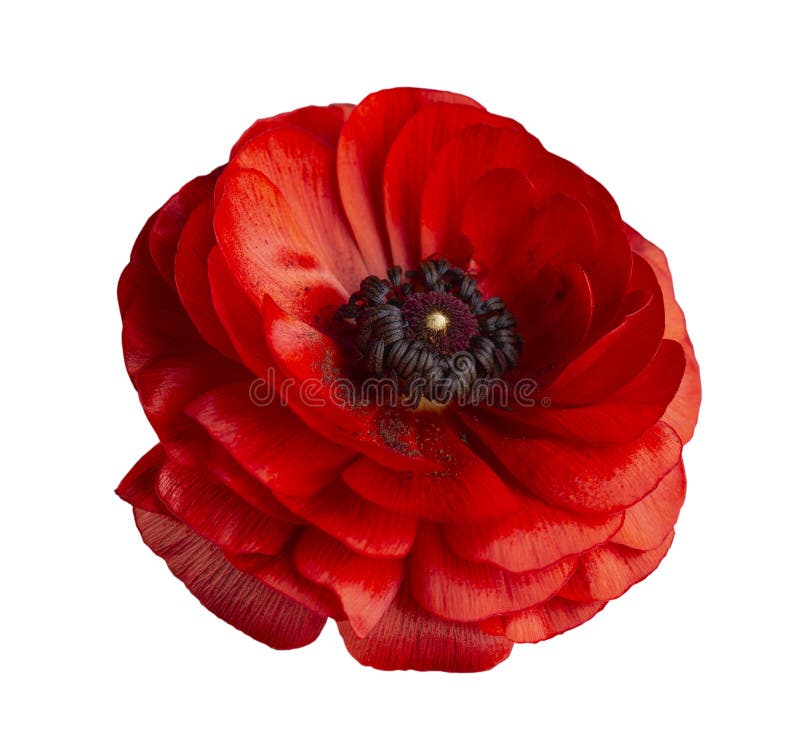 Red Flower on White Background for Design. Close-up Stock Photo - Image ...