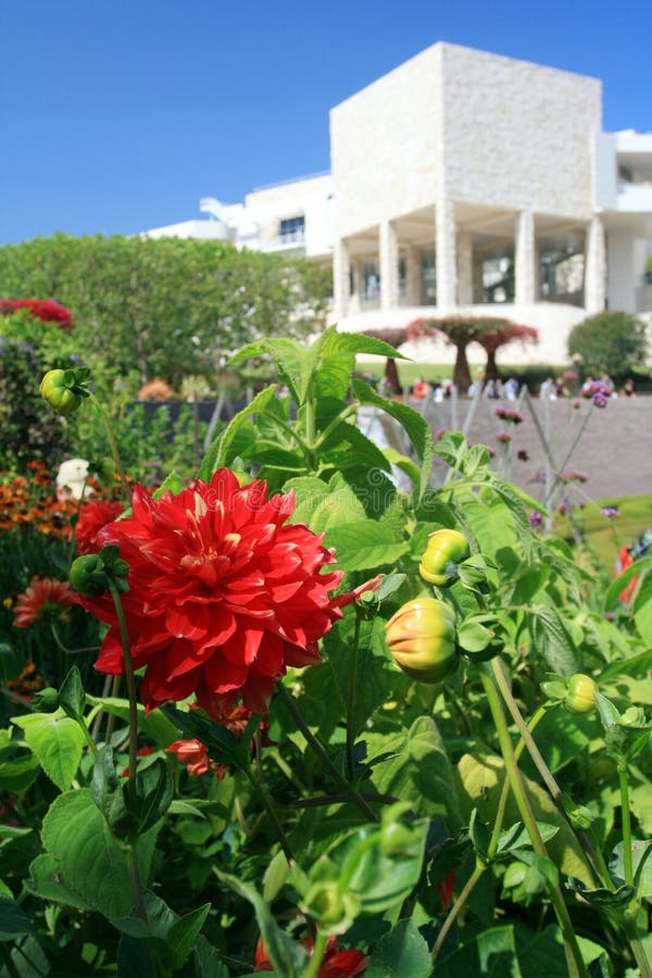 Red Flower, White Getty editorial photo. Image of institute - 30467031