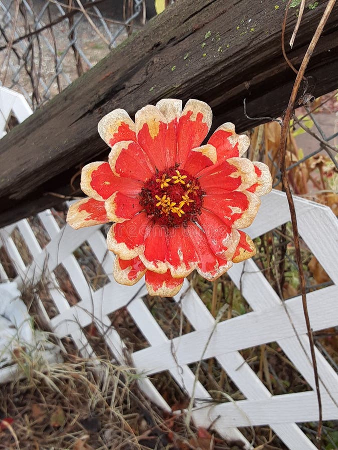 Red Flower White Tips Full Bloom Stock Photo - Image of bloom, white ...