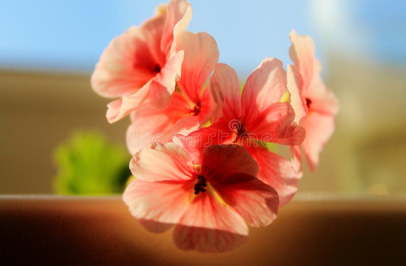 Red flower in the window stock photo. Image of next - 165902636