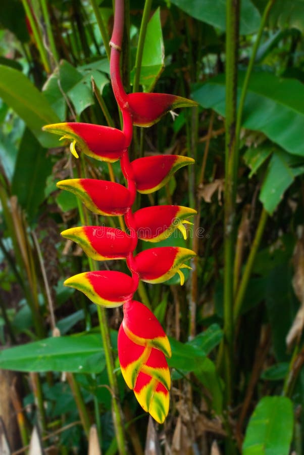 Red Flower with Yellow Edging in the Philippines Stock Photo - Image of ...