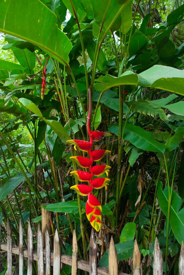 Red Flower with Yellow Edging in the Philippines Stock Photo - Image of ...