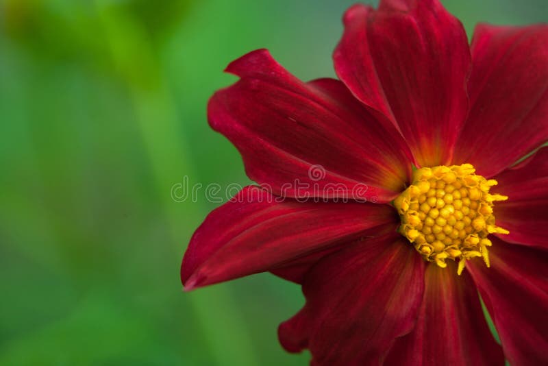 Red Flower with Yellow Middle Stock Image - Image of envirement, macro ...