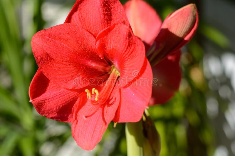 Red-flowered Amaryllis - Closeup Stock Photo - Image of pollen, botany ...