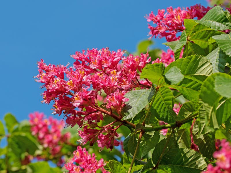 Red-flowered Horse Chestnut, Aesculus Rubicunda, Close-up Stock Photo ...