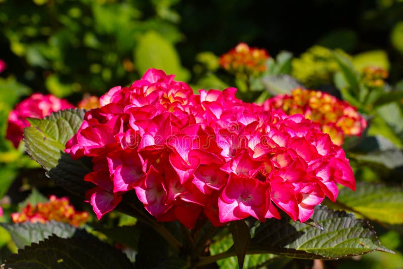 A Red Flowering Branch of Hydrangeas. Hydrangea Blooms in Spring and ...