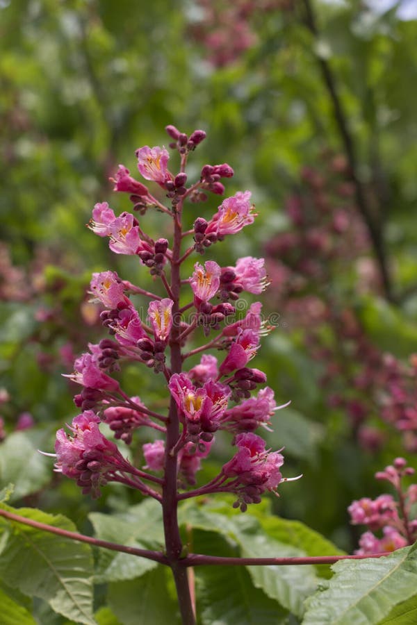 Red Flowering Chestnut Tree Stock Photo - Image of tree, blooming: 70771602