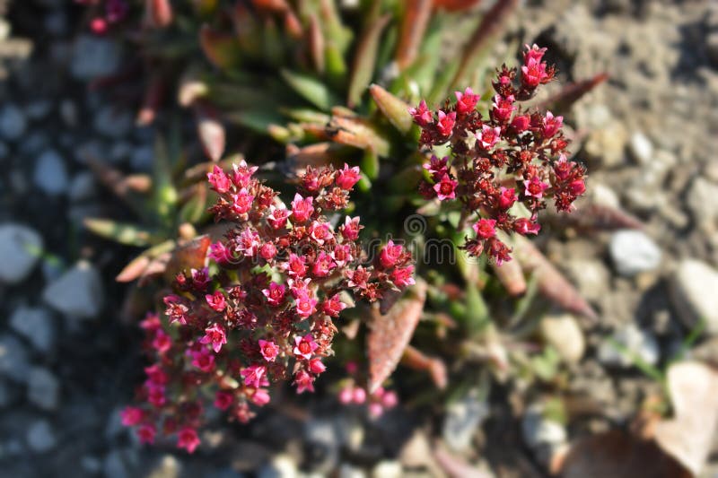 Flowering Crassula Ovata stock photo. Image of friendship - 97862618