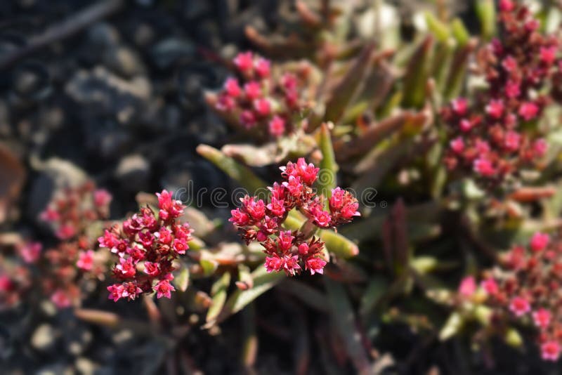 Flowering Crassula Ovata stock photo. Image of friendship - 97862618
