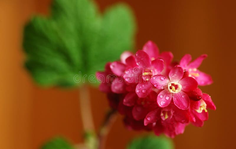 Red flowering currant stock image. Image of current, bright - 2262133