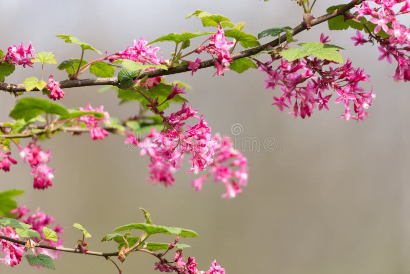 Red flowering Currant stock image. Image of sanguineum - 164756201