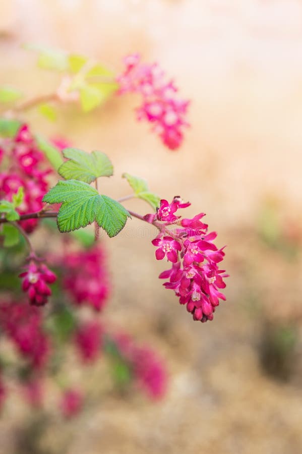 Red Flowering Currant in Spring Garden Stock Image - Image of ribes ...