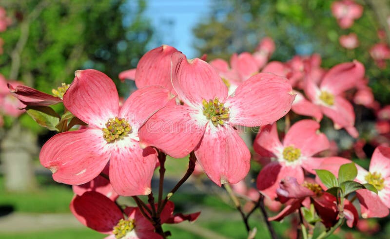 Spring Flowering Dogwood and Azaleas Stock Image - Image of path ...
