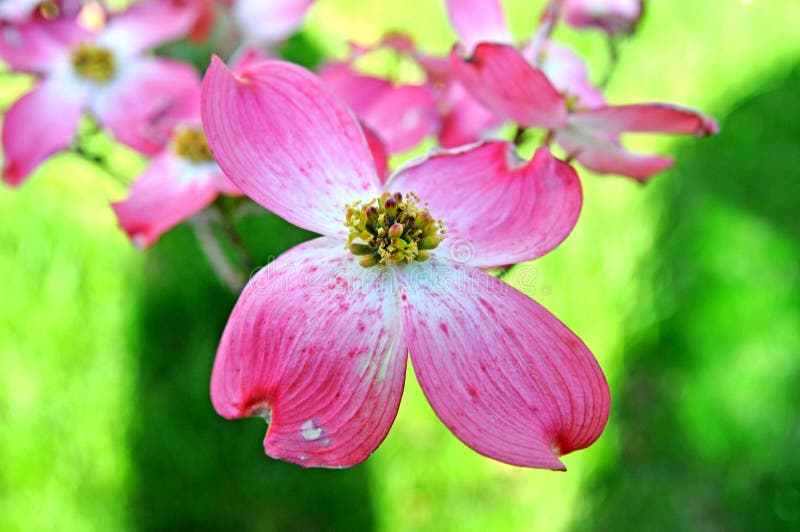 Spring Flowering Dogwood and Azaleas Stock Image - Image of path ...