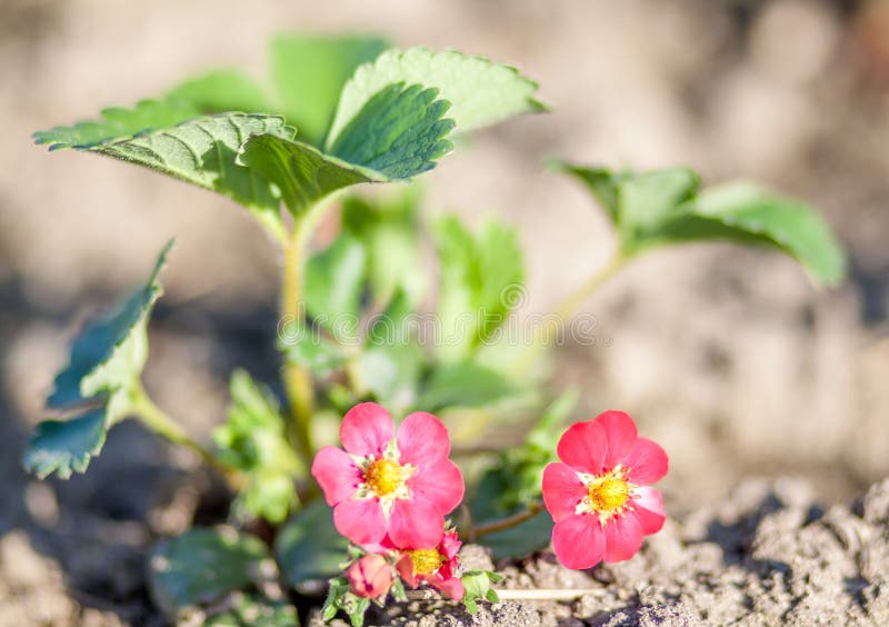 Red Flowering Fragaria Ananassa Strawberry Stock Image - Image of macro ...