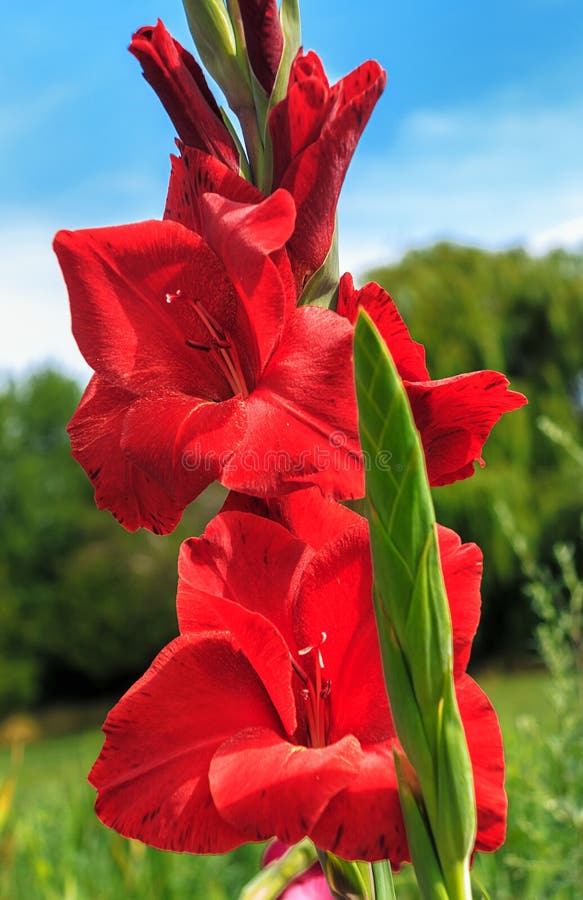 Red flowering gladiolus stock image. Image of medicine - 78815621