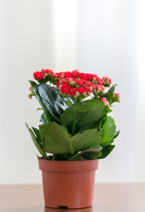 Red Flowering Kalanchoe in Pot Stock Image - Image of curtain ...