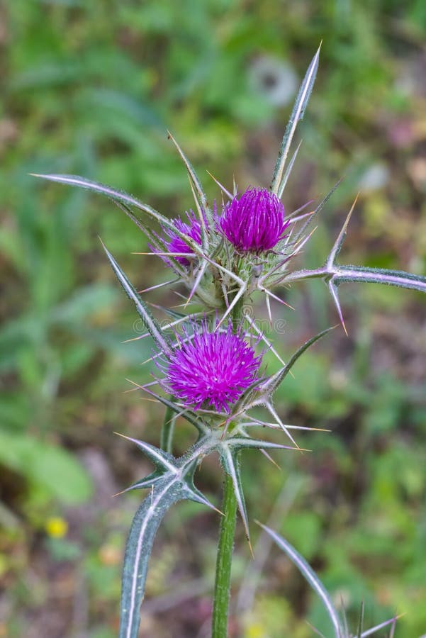 Red Flowering Milk Thistle Close-up Stock Image - Image of blossom ...