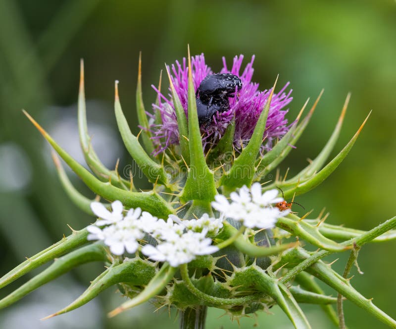 Red Flowering Milk Thistle Close-up Stock Photo - Image of plant, thorn ...